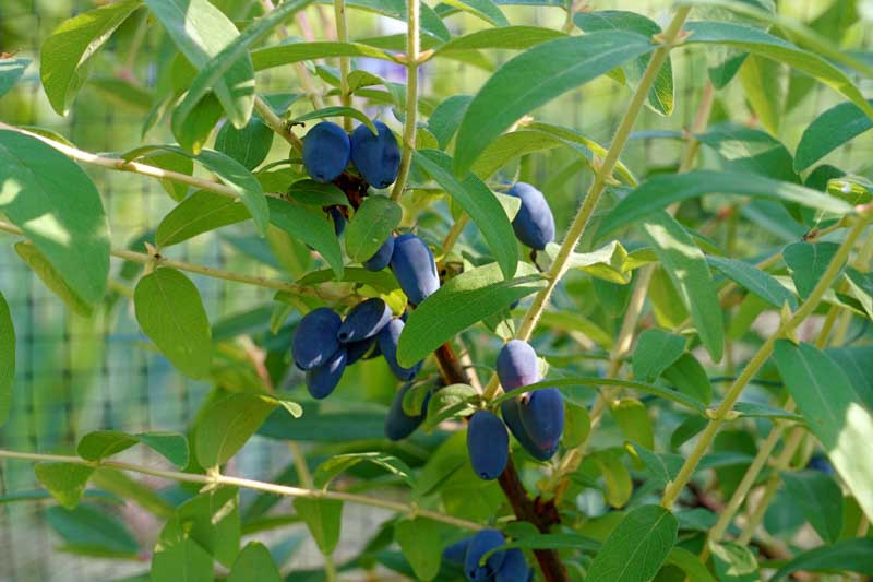 Lonicera caerulea 'Borealis' (Honeyberry)