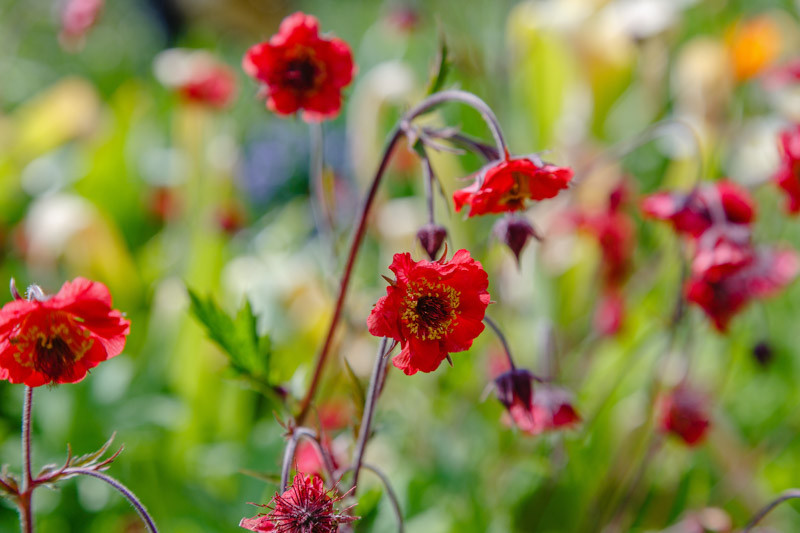 Geum rivale 'Leonard's Variety' (Water Avens)
