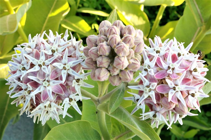 Asclepias speciosa (Showy Milkweed)