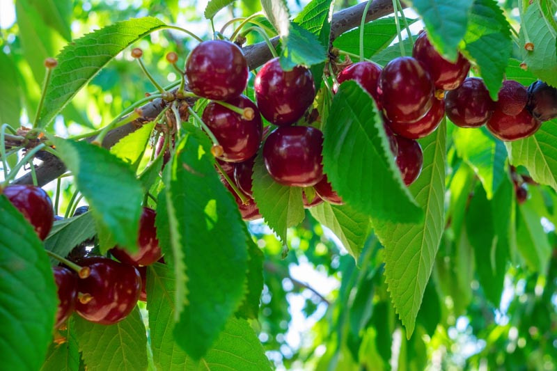Prunus avium 'Stella' (Sweet Cherry)