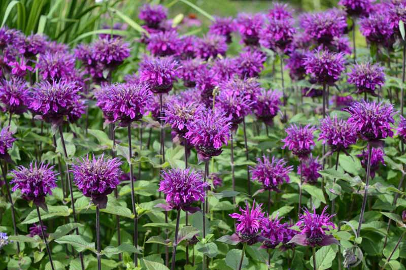 Monarda 'Balmy Purple' (Bee Balm)
