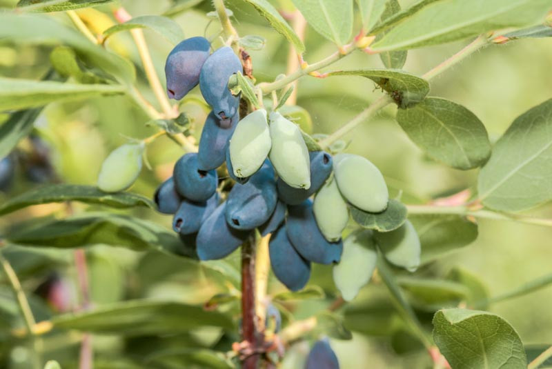 Lonicera caerulea 'Blue Moon' (Honeyberry)