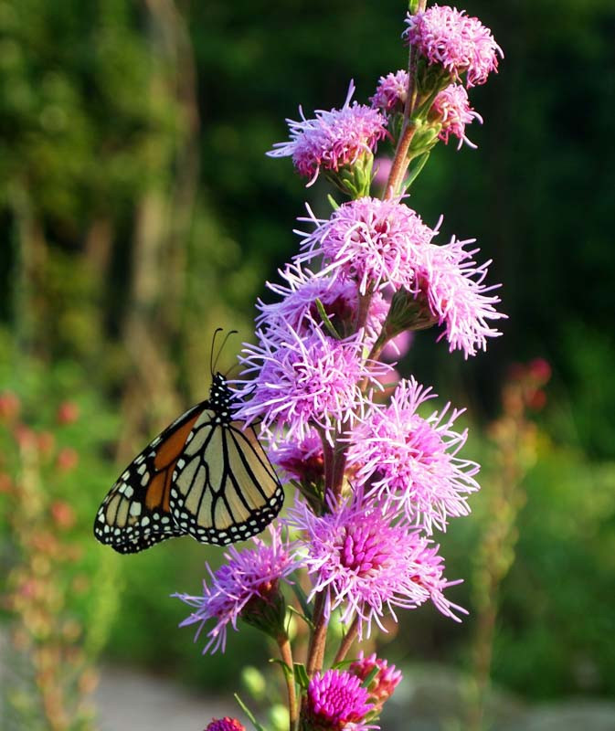 Liatris aspera (Rough Blazing Star)