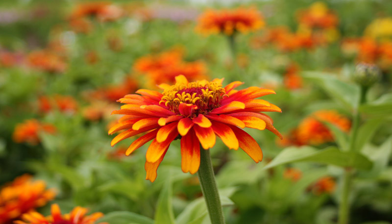 Zinnia haageana 'Old Mexico'