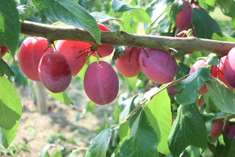 Prunus domestica 'Victoria' (European Plum)