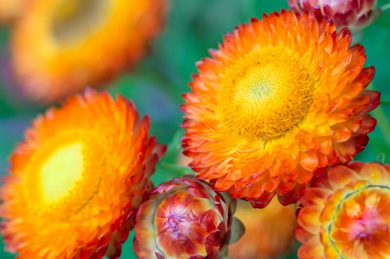 Helichrysum bracteatum (Everlasting Flower)