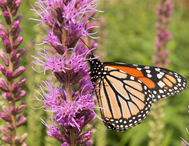 Liatris pycnostachya (Prairie Blazing Star)