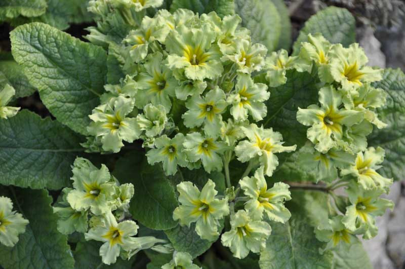 Primula 'Francisca' (Polyanthus Primrose)