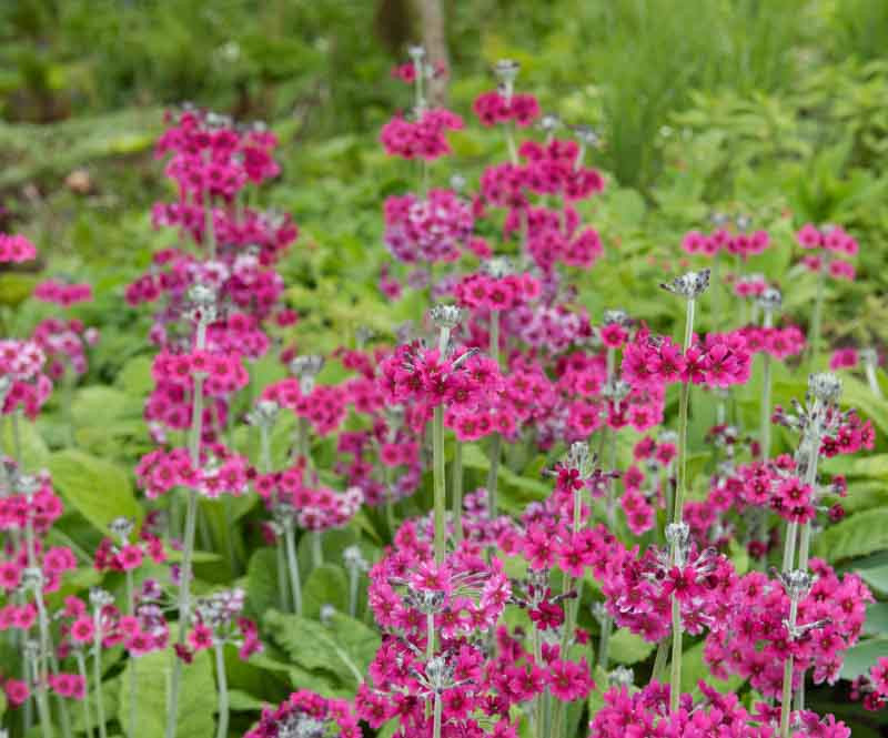Primula pulverulenta (Candelabra Primrose)