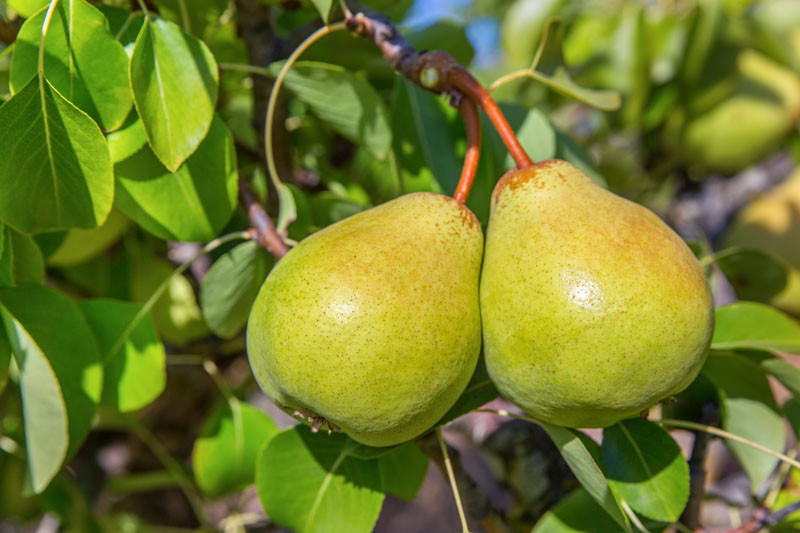 Pyrus communis 'Comice' (European Pear)