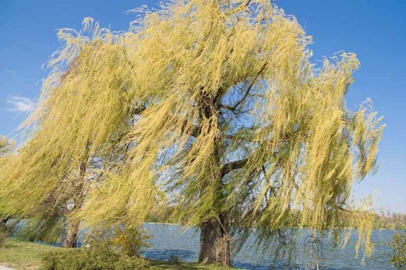 Salix alba 'Tristis' (White Willow)
