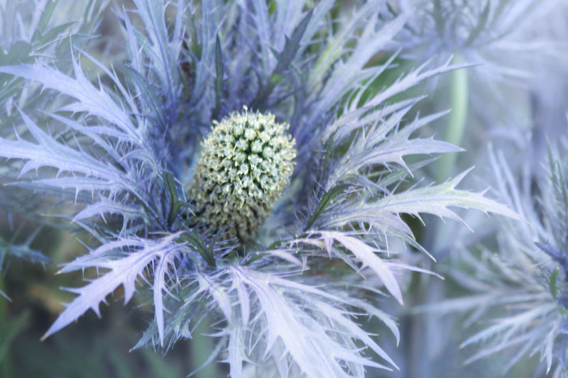 Eryngium alpinum (Alpine Sea Holly)