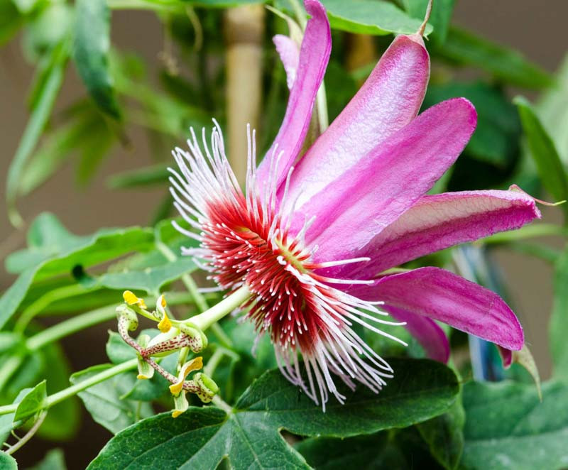 Passiflora 'Anastasia' (Passion Flower)