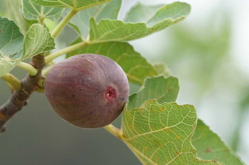 Ficus carica 'Celeste' (Fig)