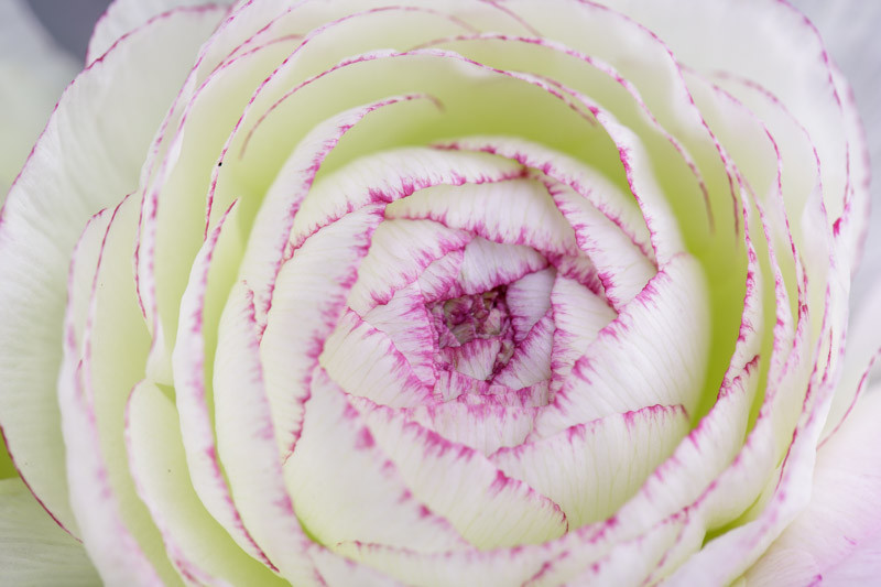 Ranunculus asiaticus 'Tomer Picotee' (Persian Buttercup)