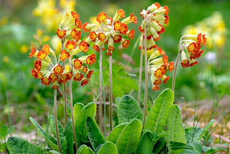 Primula veris 'Sunset Shades' (Common Cowslip)