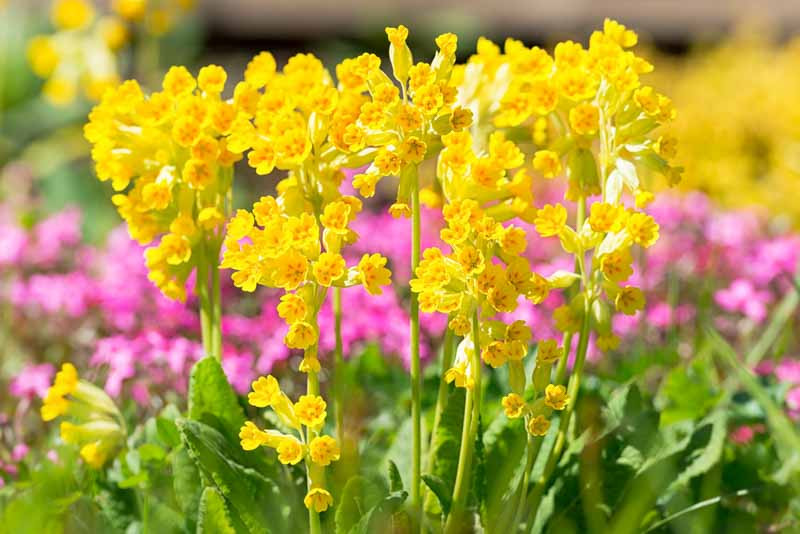 Primula veris (Common Cowslip)