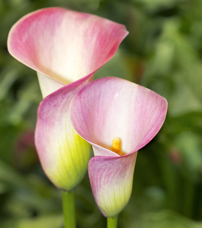 Zantedeschia 'Pink Melody' (Calla Lily)