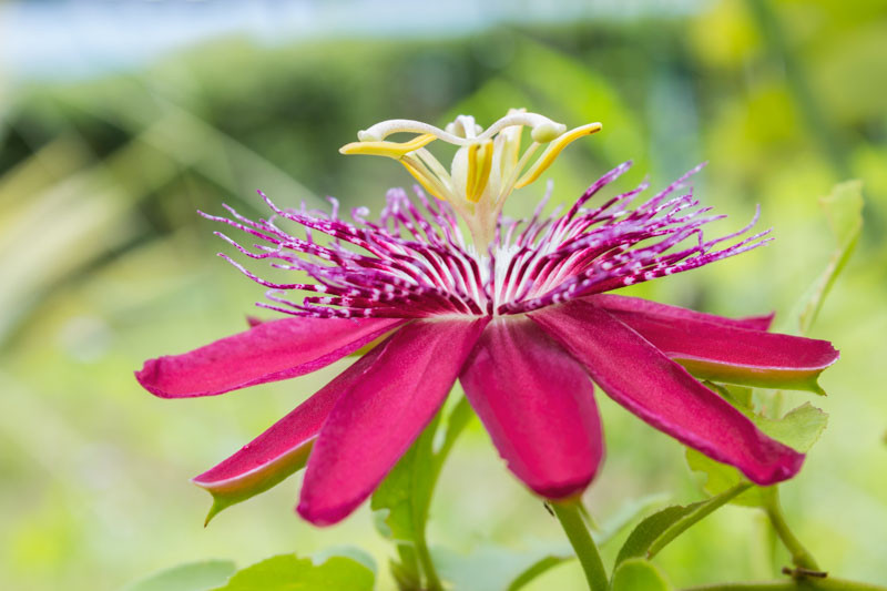 Passiflora 'Pura Vida' (Passion Flower)