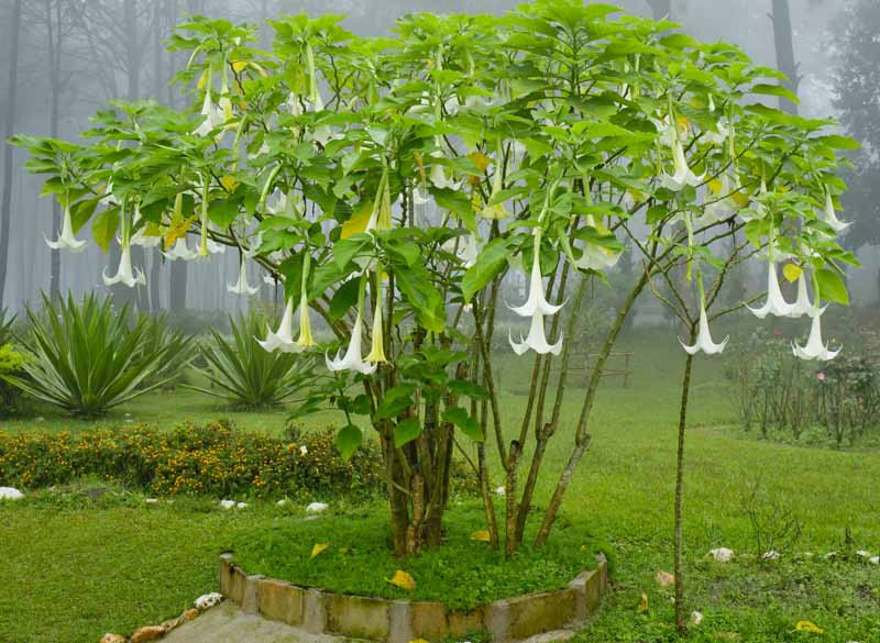Brugmansia suaveolens (Angel's Trumpet)