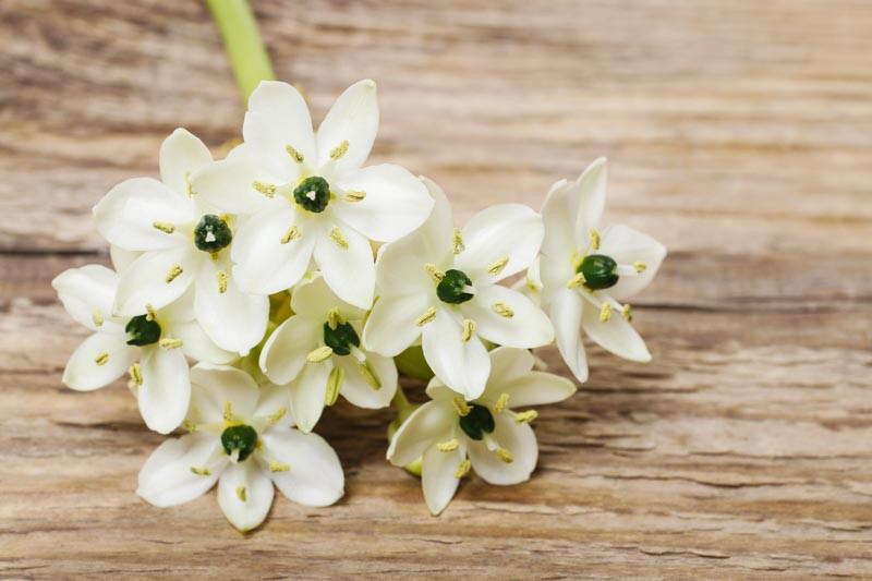 Ornithogalum arabicum (Arabian Star Flower)