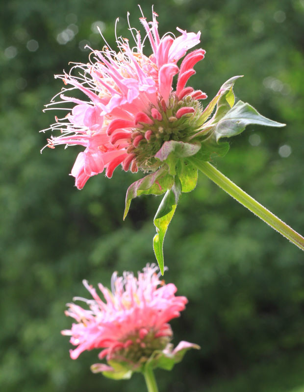 Monarda didyma 'Coral Reef' (Bee Balm)