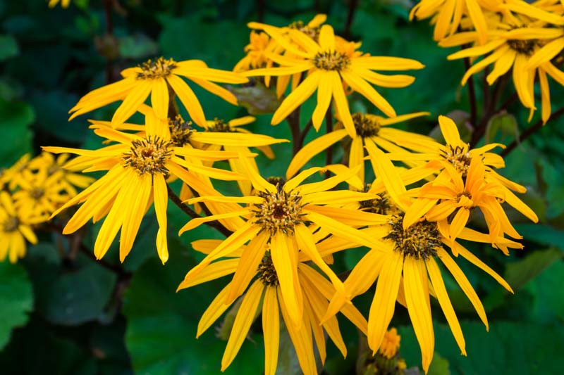 Ligularia dentata 'Othello' (Leopard Plant)