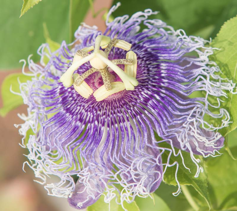 Passiflora 'Iridescence' (Passion Flower)