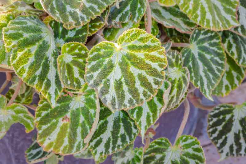 Begonia 'Silver Jewell'