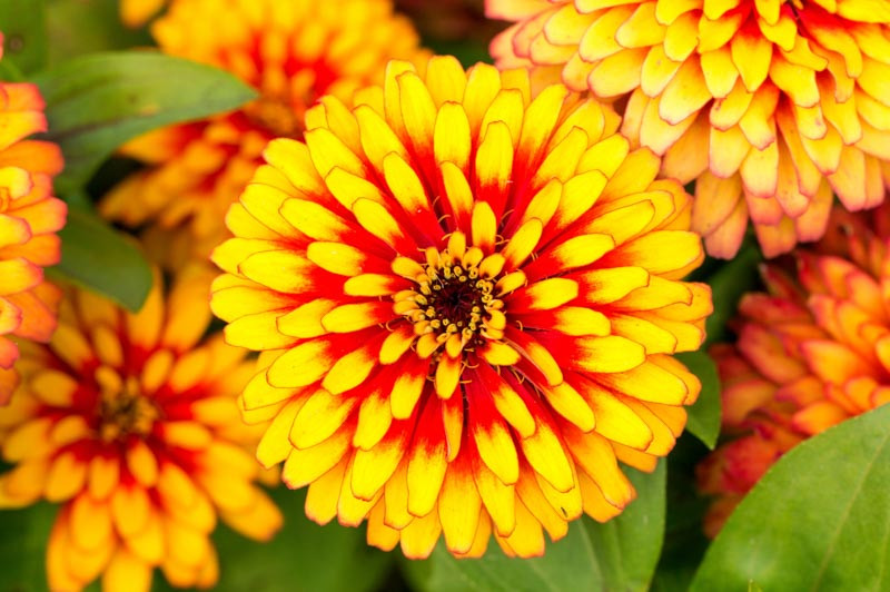 Zinnia elegans 'Macarenia'