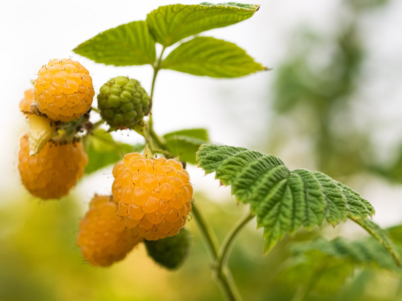 Rubus idaeus 'Anne' (Everbearing Raspberry)