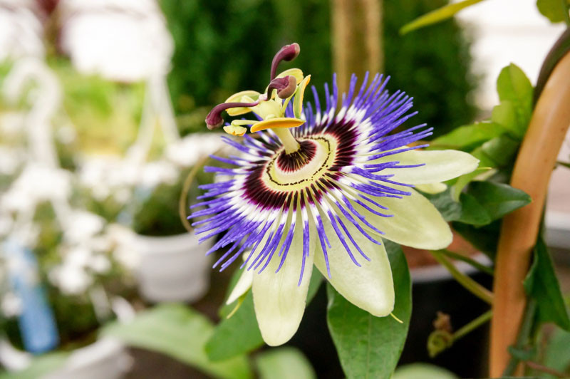 Passiflora 'Blue Bouquet' (Passion Flower)