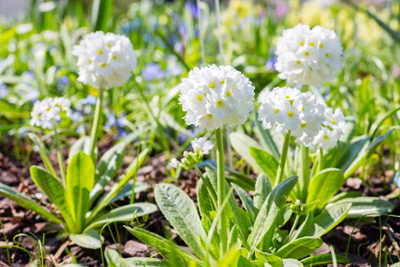 Primula denticulata var. Alba (Drumstick Primula)