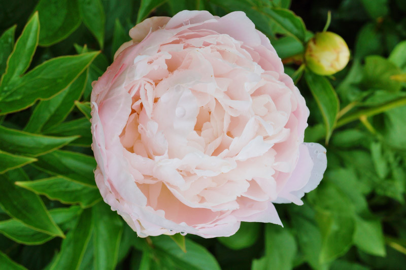 Paeonia lactiflora 'Moonstone' (Peony)
