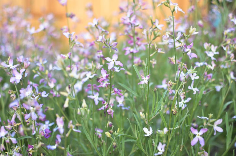 Matthiola longipetala (Night-Scented Stock)