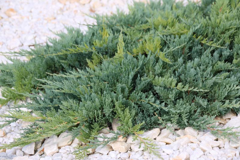 Juniperus horizontalis 'Blue Chip' (Creeping Juniper)