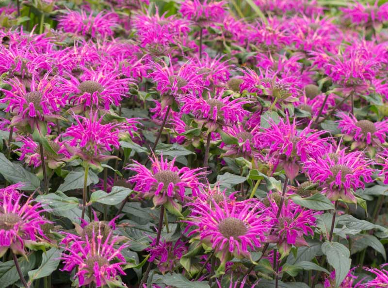 Monarda 'Prarienacht' (Bee Balm)