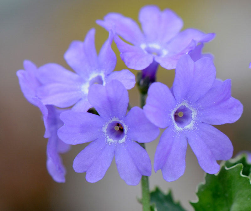 Primula marginata (Silver-Edged Primrose)