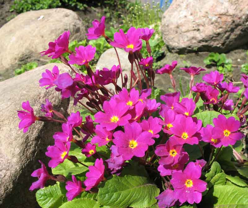 Primula 'Wanda' (Primrose)