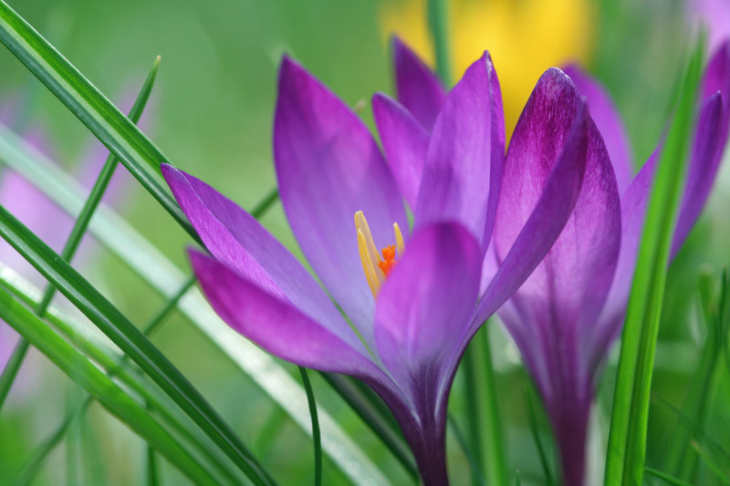Crocus tommasinianus 'Ruby Giant' (Early Crocus)