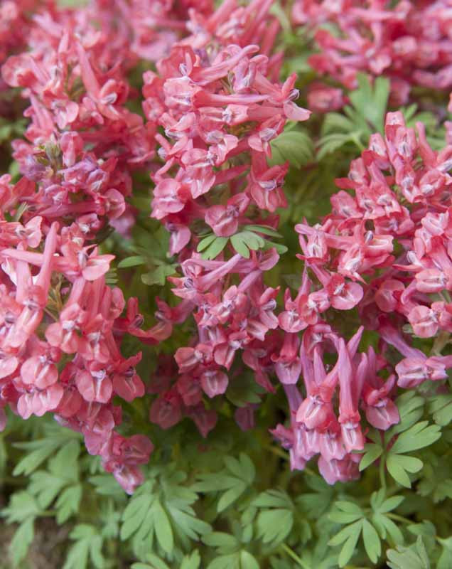 Corydalis solida 'George Baker' (Fumewort)
