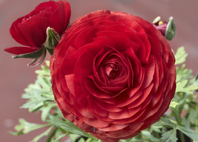 Ranunculus asiaticus 'Tomer Red' (Persian Buttercup)