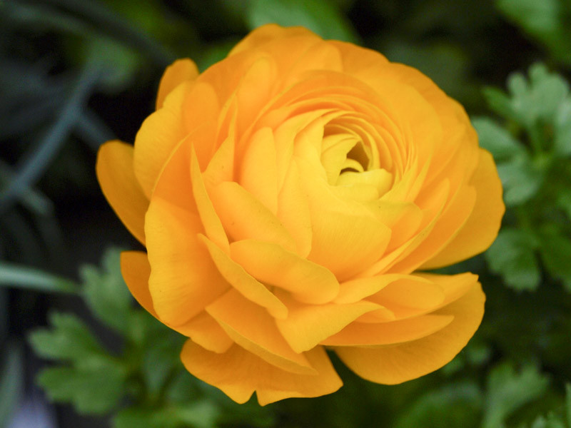 Ranunculus asiaticus 'Tomer Yellow' (Persian Buttercup)
