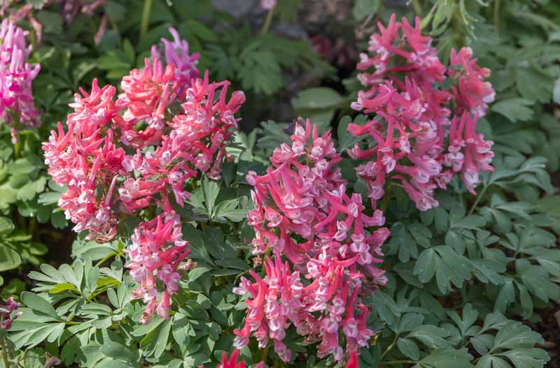 Corydalis solida 'Beth Evans' (Fumewort)