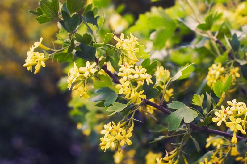 Ribes aureum (Clove Currant)
