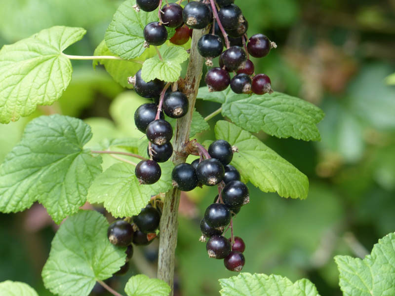 Ribes nigrum 'Ben Lomond' (Black Currant)