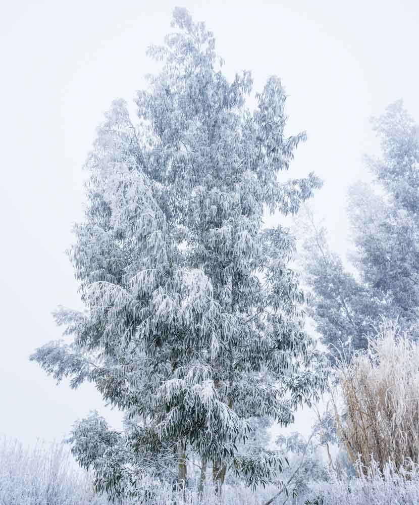 Eucalyptus gunnii (Cider Gum)