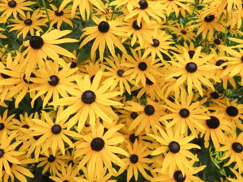 Rudbeckia subtomentosa (Sweet Coneflower)