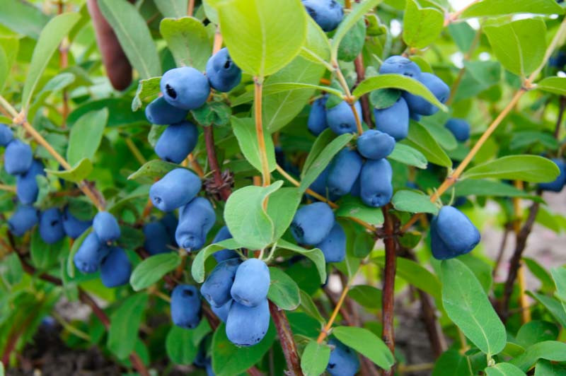Lonicera caerulea 'Tundra' (Honeyberry)