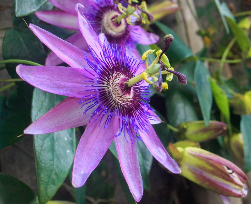 Passiflora 'Lavender Lady' (Passion Flower)